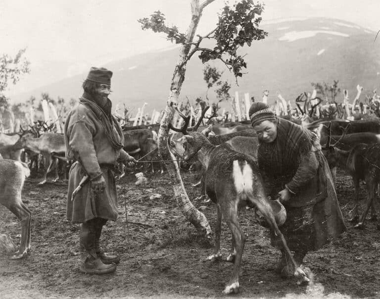 Stories of The Sami - Reindeer Amanita